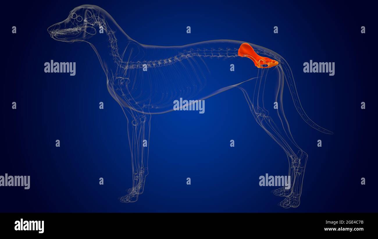 Pelvis Bones Dog skeleton Anatomy For Medical Concept 3D Illustration ...
