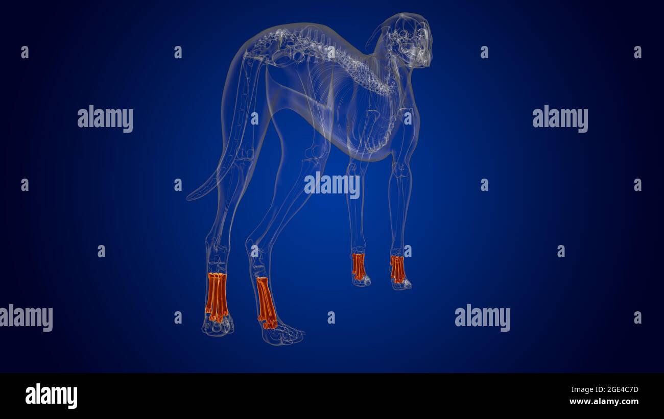 Metatarsal Bones Dog skeleton Anatomy For Medical Concept 3D ...