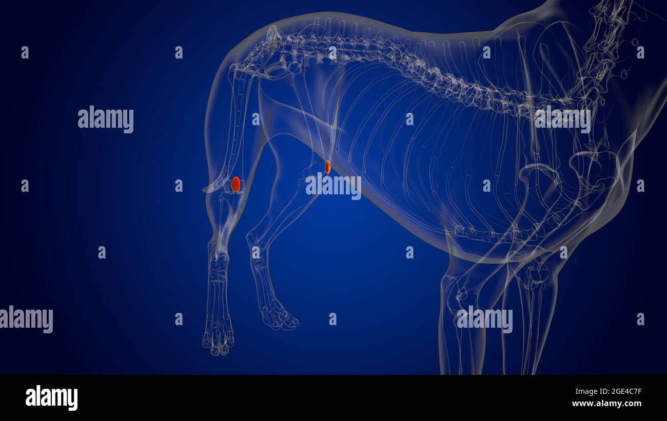 Anatomy dog patella hi-res stock photography and images - Alamy