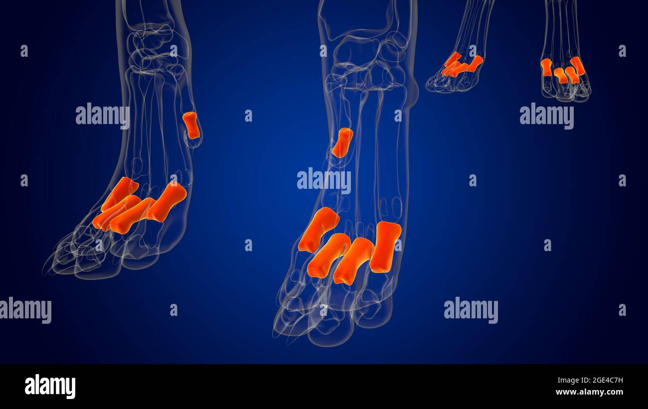 Proximal phalanx Bones Dog skeleton Anatomy For Medical Concept 3D ...