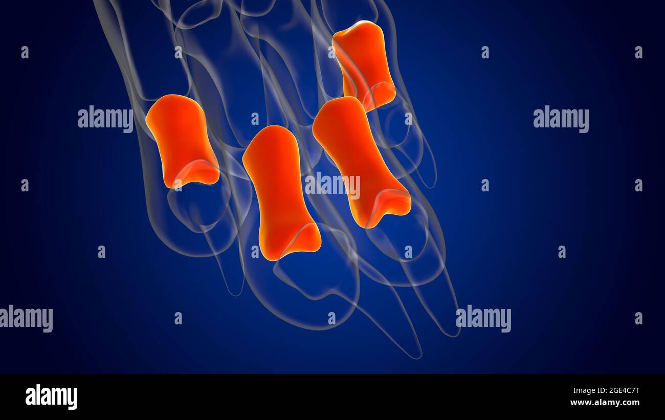 Middle Phalanx Bones Dog skeleton Anatomy For Medical Concept 3D ...