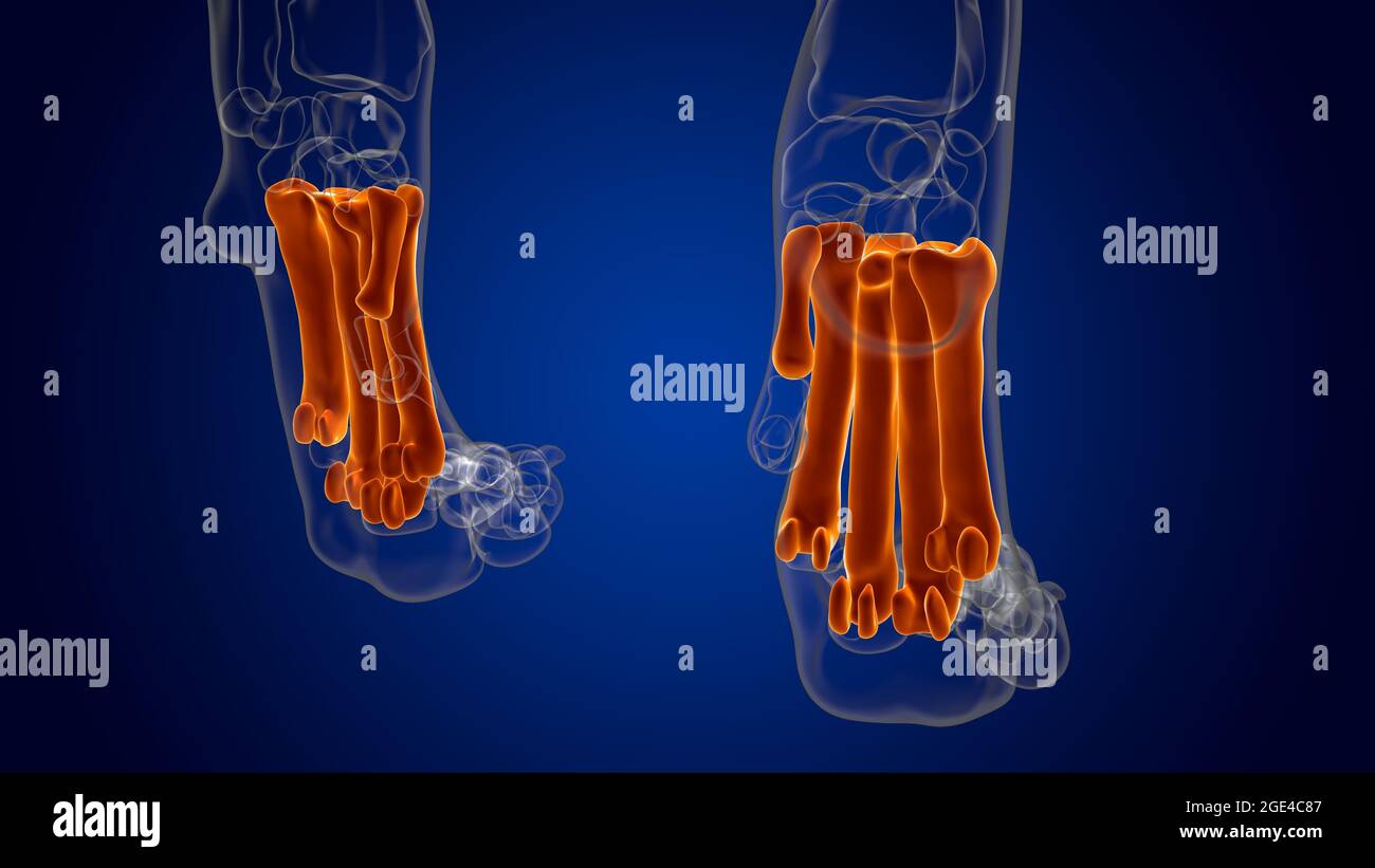 Metatarsal bones hi-res stock photography and images - Alamy