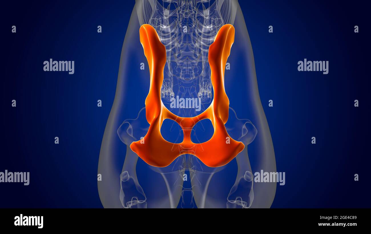 Dog Pelvis Anatomy