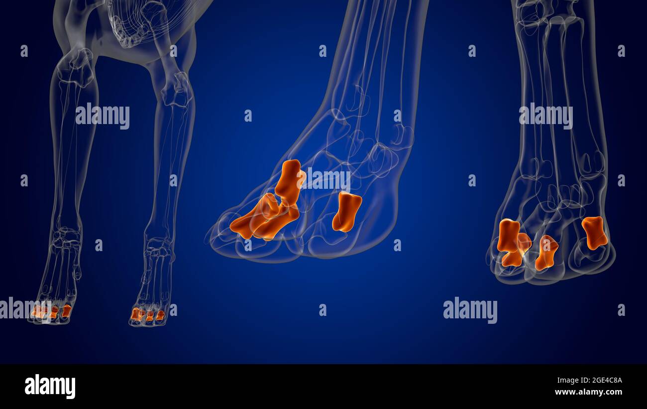 Middle Phalanx Bones Dog skeleton Anatomy For Medical Concept 3D ...