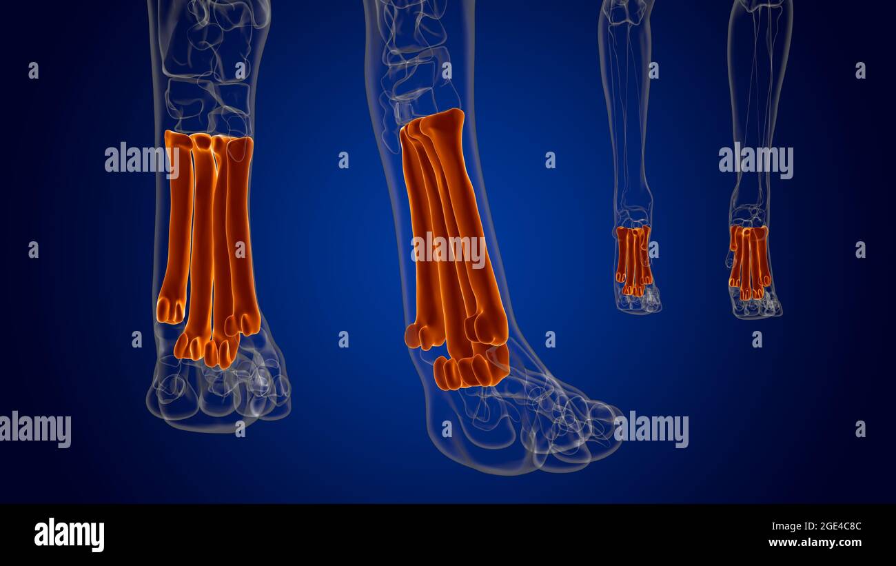 Metatarsal Bones Dog skeleton Anatomy For Medical Concept 3D ...