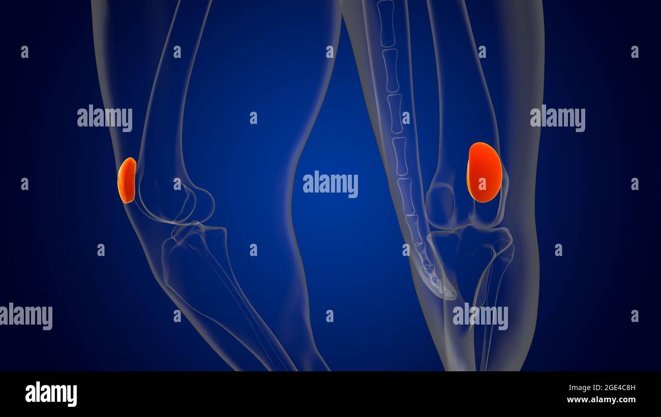 Patella Bones Dog skeleton Anatomy For Medical Concept 3D Illustration ...