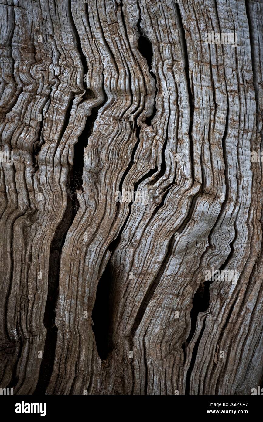 Close details of an ancient dead tree Hanbury , Worcestershire, England ...