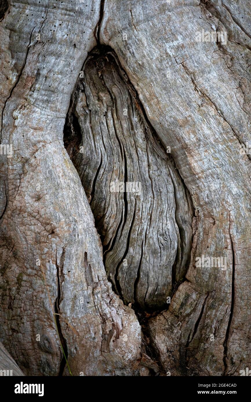 Close details of an ancient dead tree Hanbury , Worcestershire, England ...