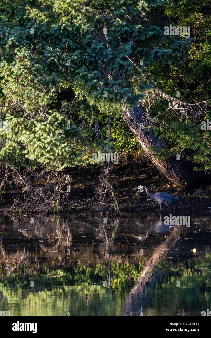 Blue heron standing on reflective pool of water under trees Stock Photo ...