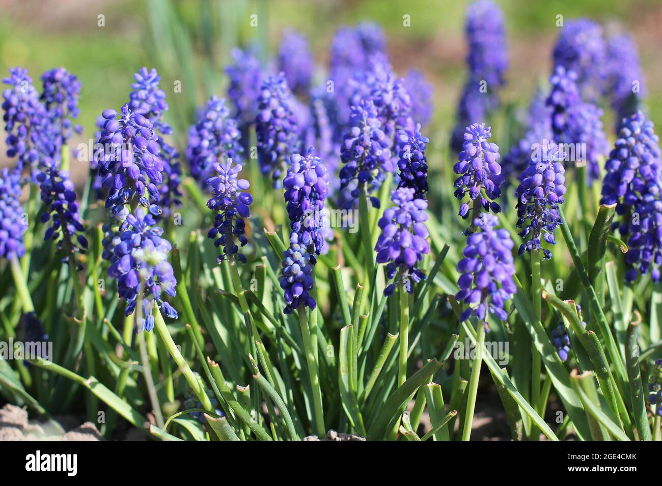 Purple flowers in the garden Stock Photo - Alamy