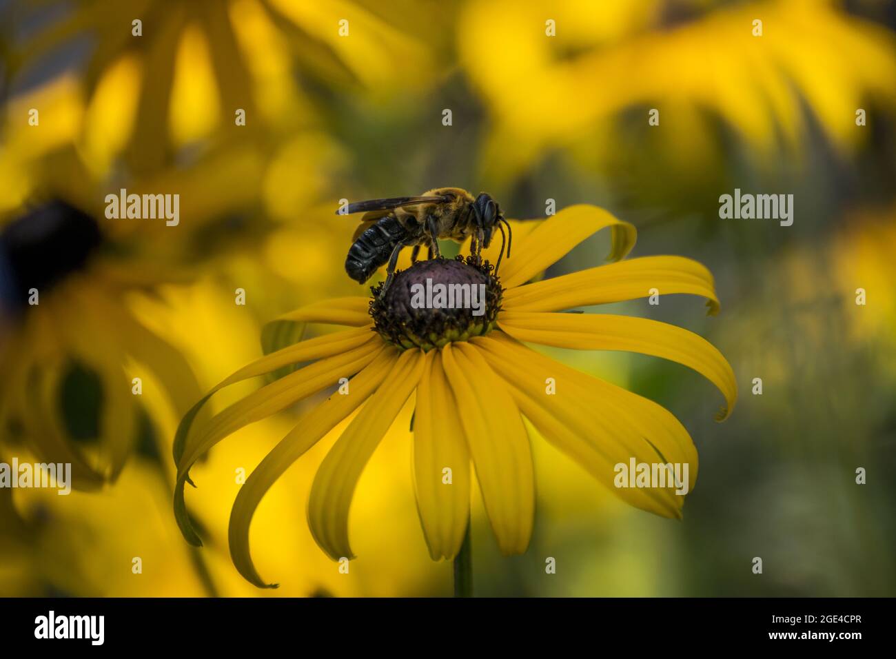 Closeup of a small bee standing on a yellow daisy, collecting pollen ...