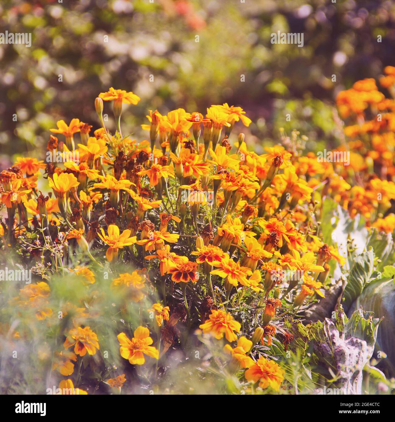 Genda flowers hi-res stock photography and images - Alamy