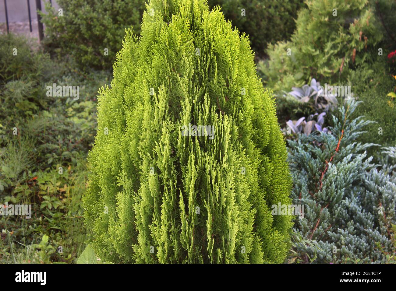 Beautiful bush in the yard Stock Photo - Alamy