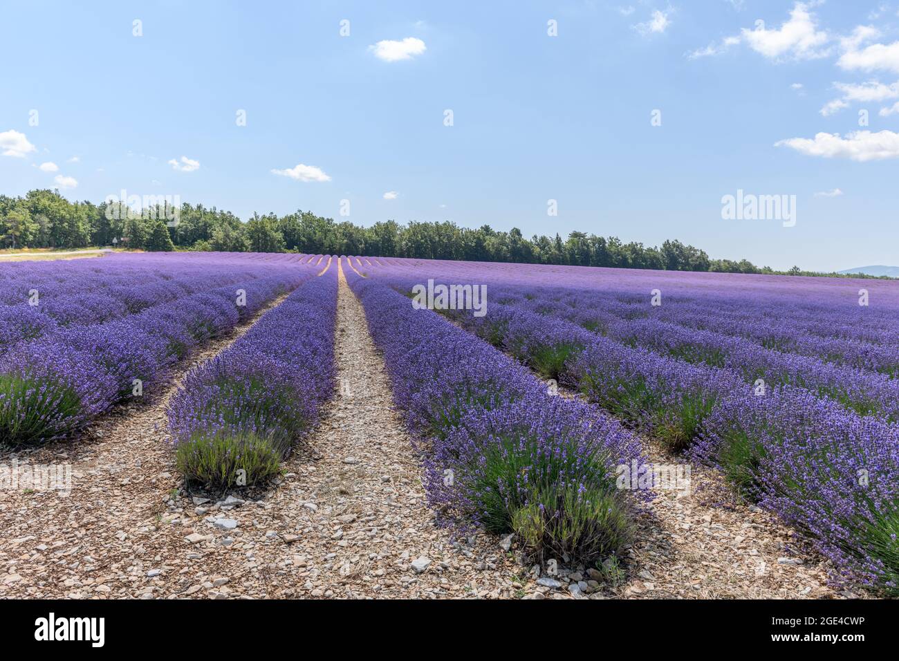 Lavender fields in bloom in Provence. Pays de Sault (Vaucluse Stock ...