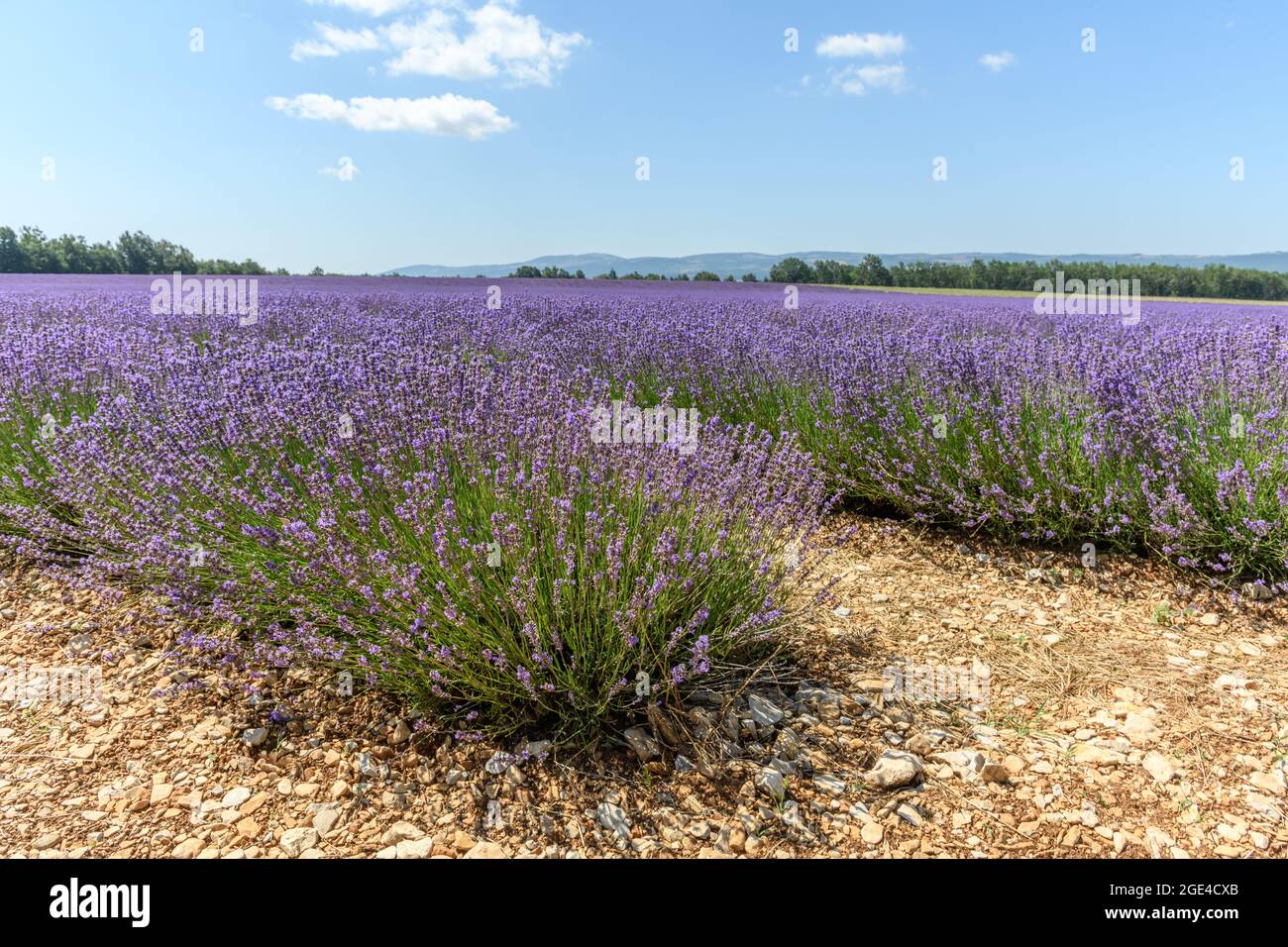 Lavender fields in bloom in Provence. Pays de Sault (Vaucluse Stock ...