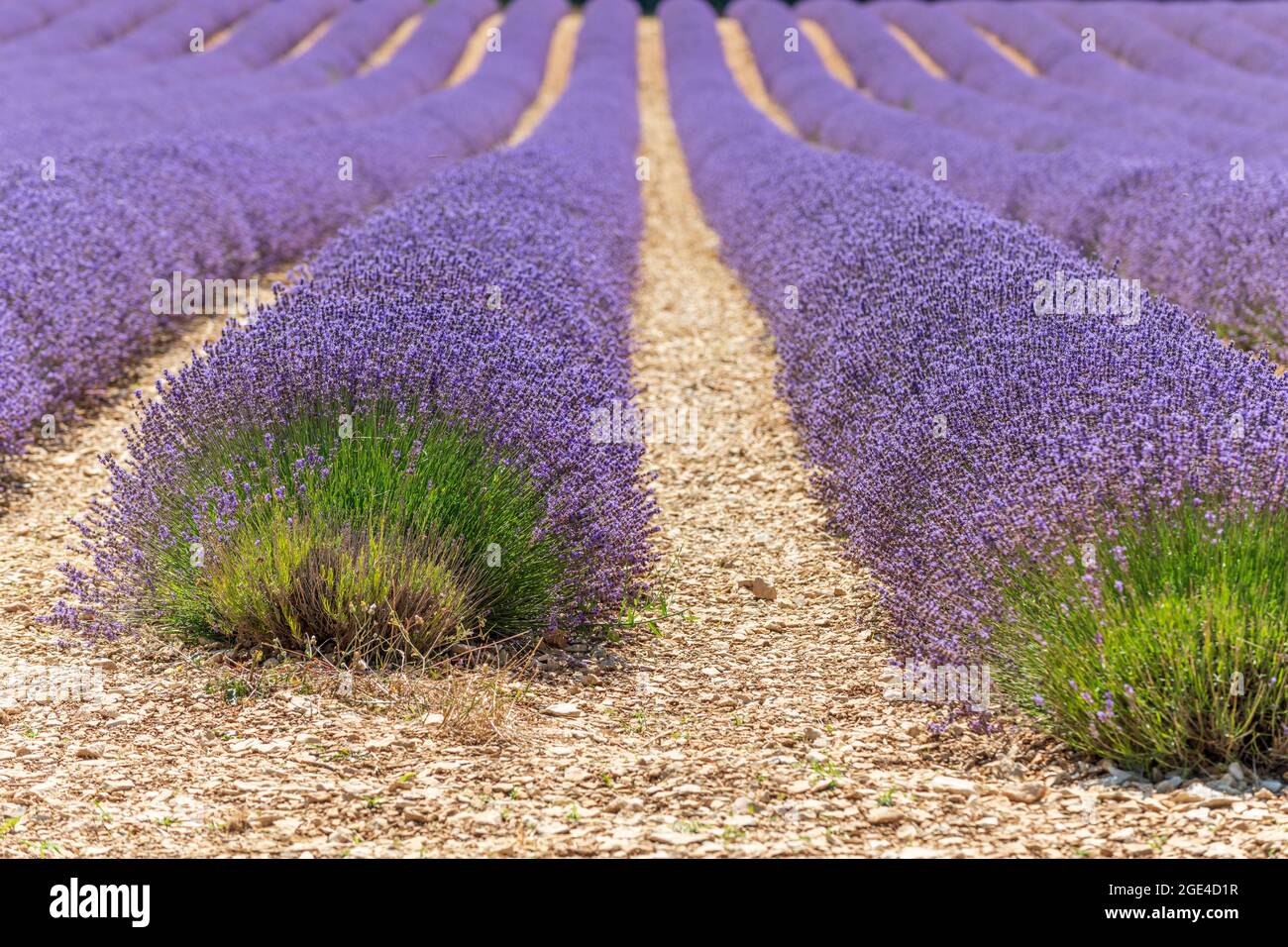 Lavender fields in bloom in Provence. Pays de Sault (Vaucluse Stock ...