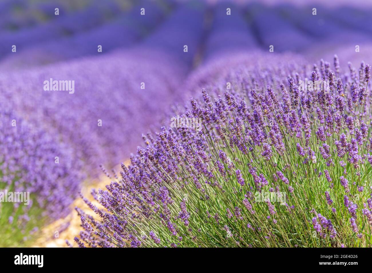 Lavender fields in bloom in Provence. Pays de Sault (Vaucluse Stock ...