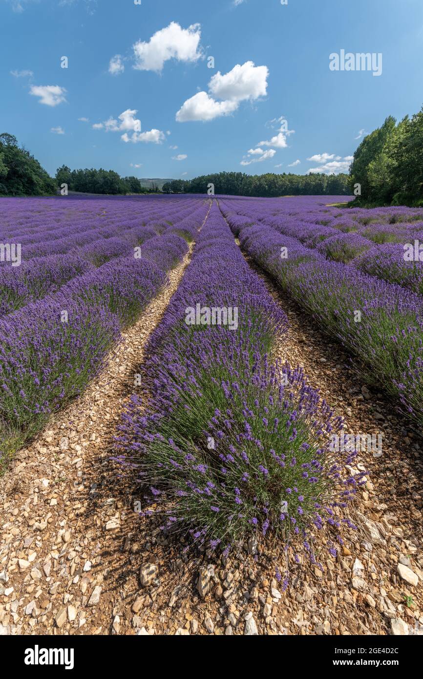 Lavender fields in bloom in Provence. Pays de Sault (Vaucluse Stock ...