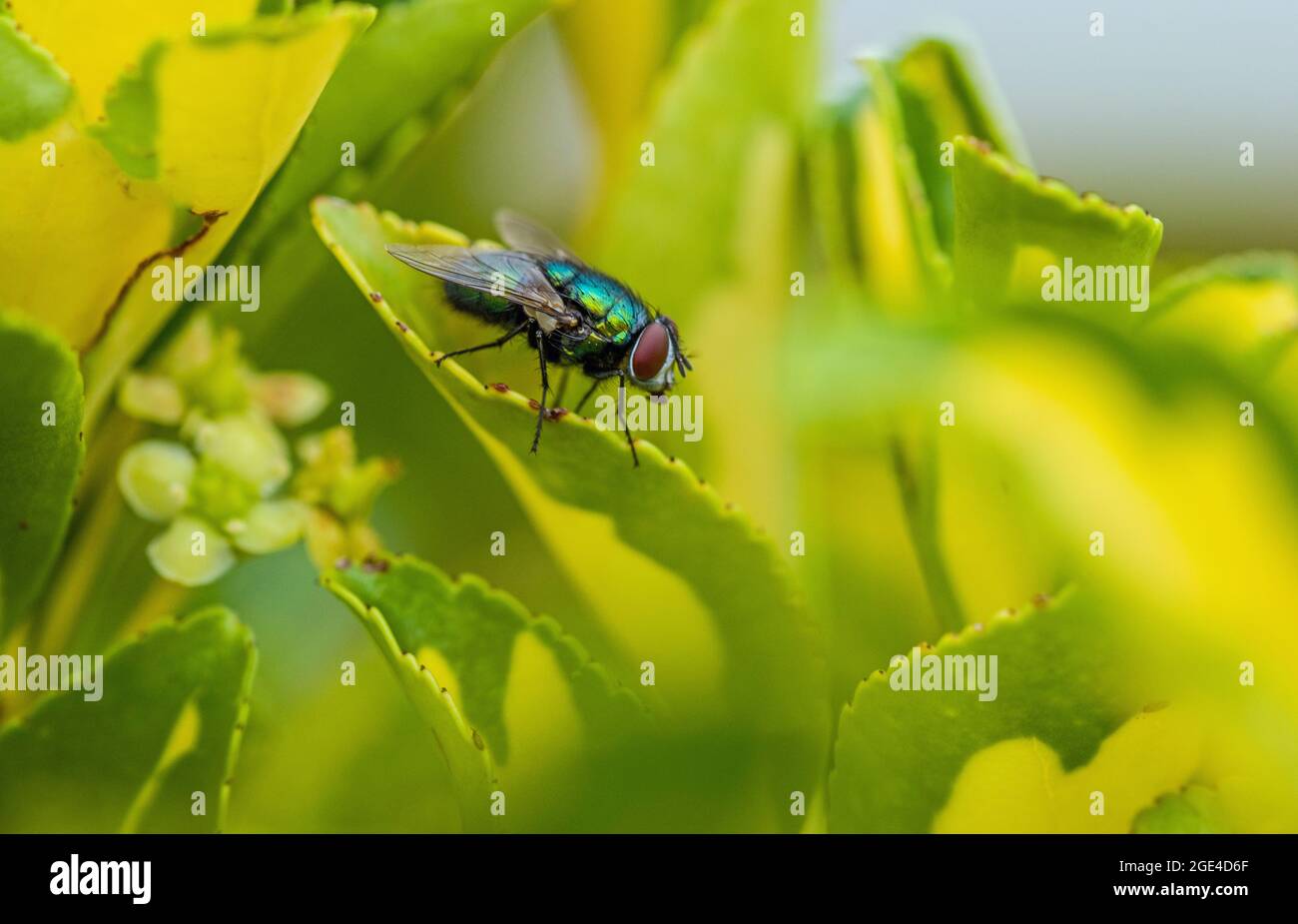 Green Bottle Fly Lucilia caesar on garden bush August Stock Photo - Alamy