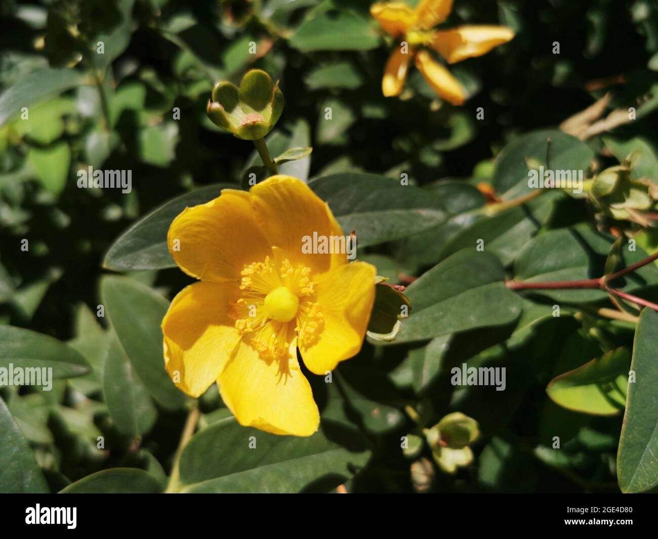 Hypericum hidcote hi-res stock photography and images - Alamy