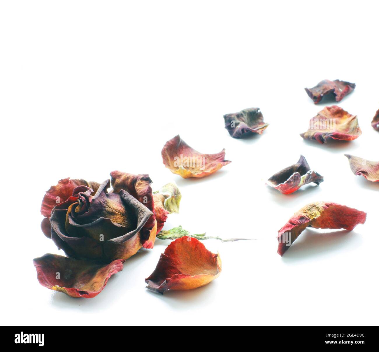 Dried roses on a white background. Rose petals Stock Photo - Alamy