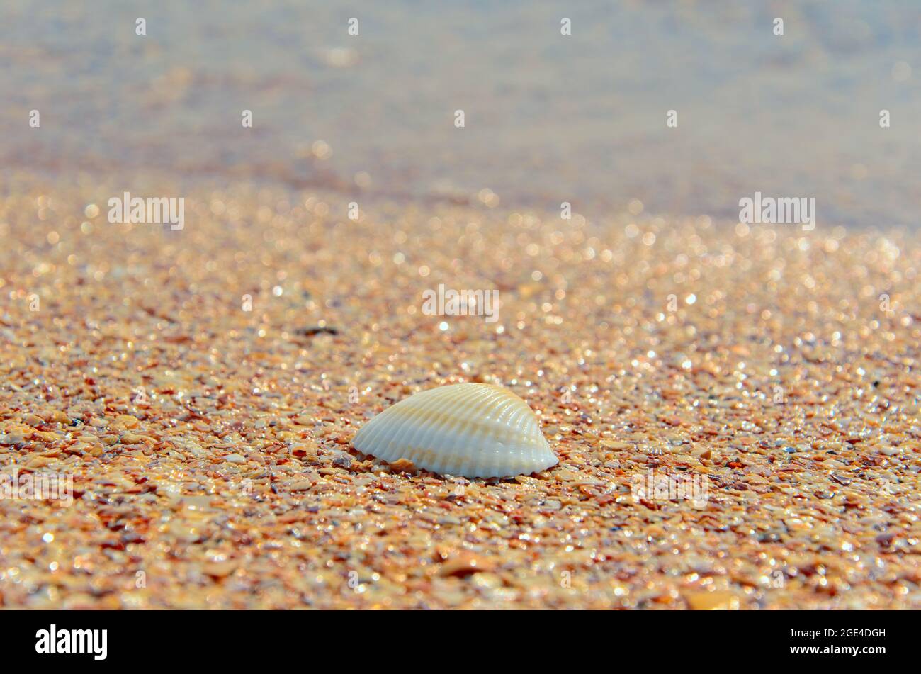 Anadara inaequivalvis hi-res stock photography and images - Alamy