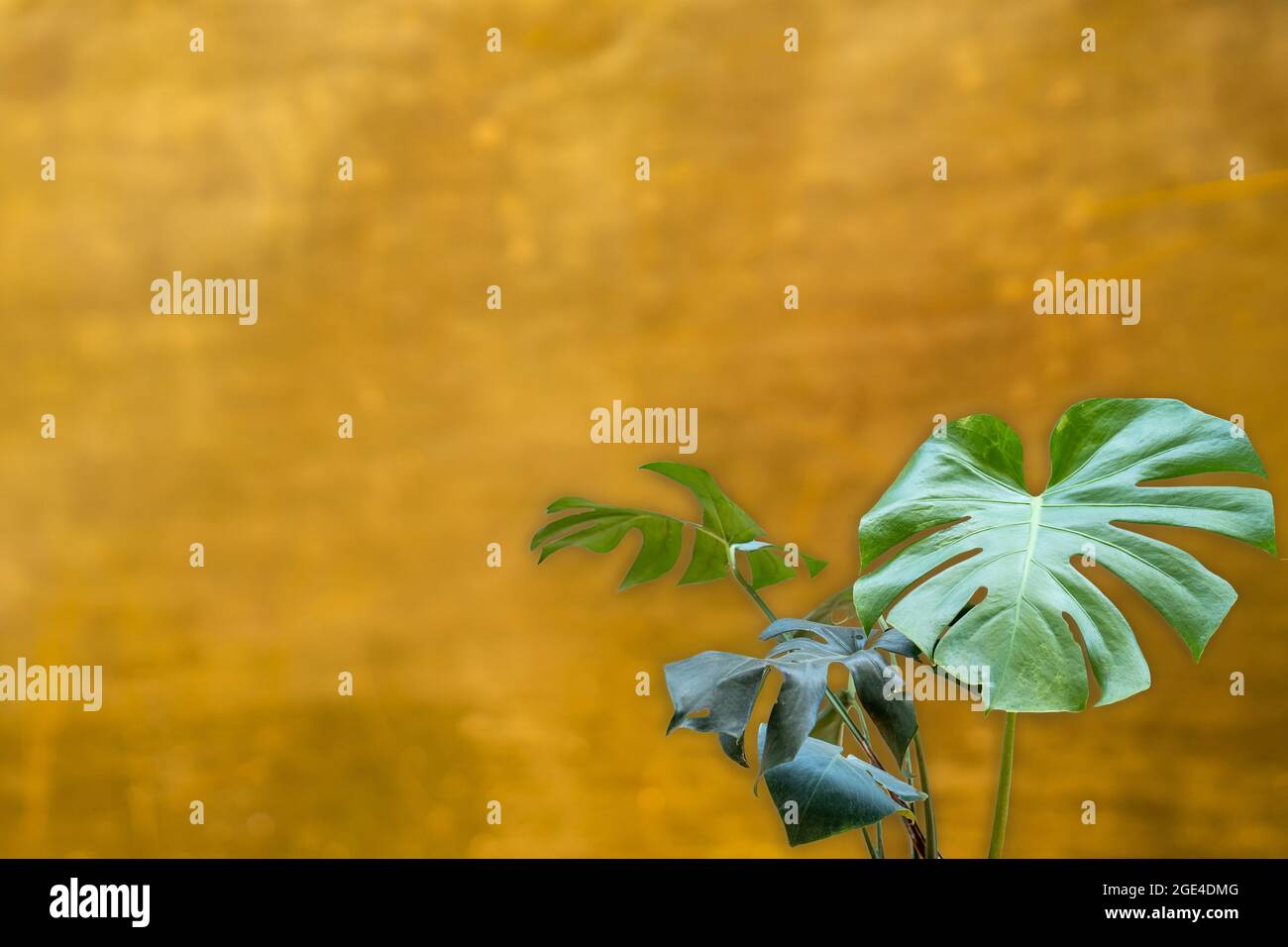 Monstera leaves against a blurred brown background Stock Photo - Alamy