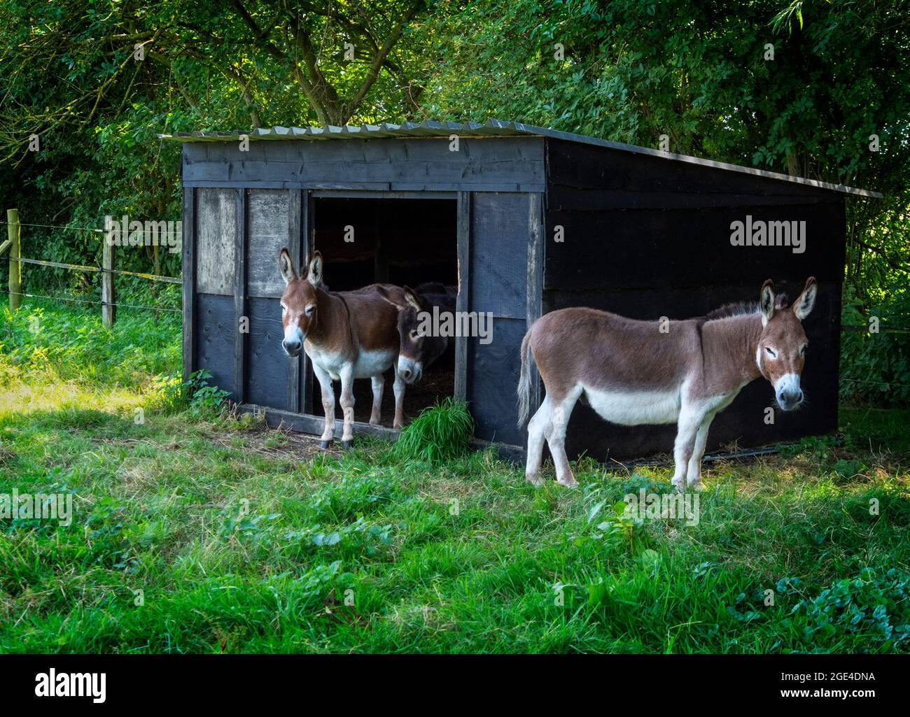 Three donkeys relaxing in their stable, possibly waiting for lunch ...