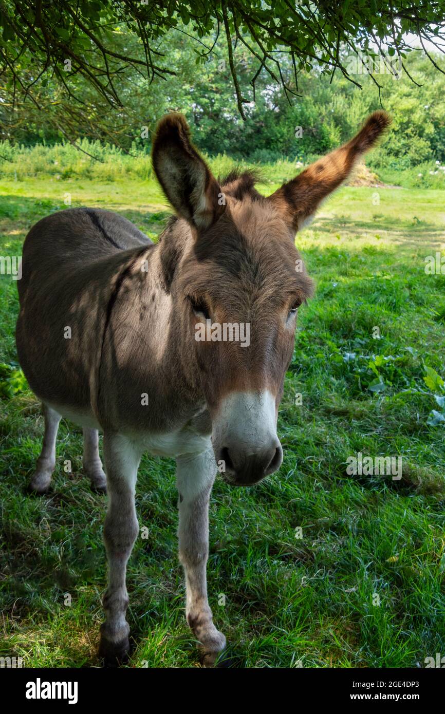 A young donkey relaxing in the shade on a sunny summers day Stock Photo ...
