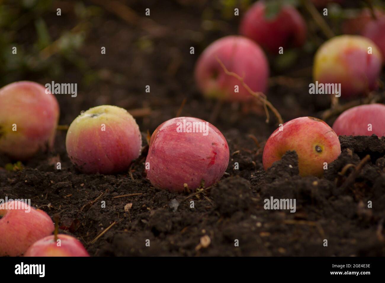 Fruit falling from tree hi-res stock photography and images - Alamy
