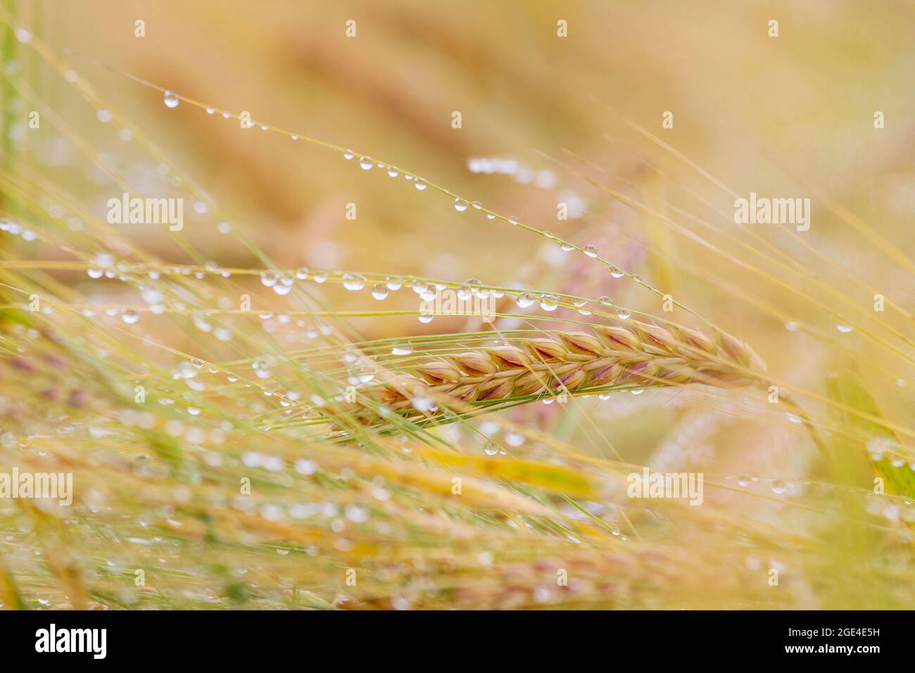 Grain fields sweden hi-res stock photography and images - Alamy