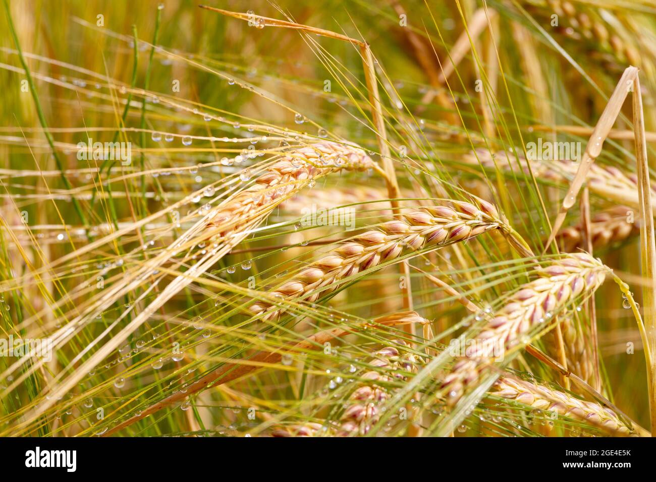 Ripe grains hi-res stock photography and images - Alamy