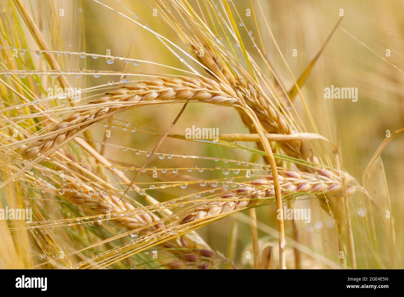 Strandsten hi-res stock photography and images - Alamy