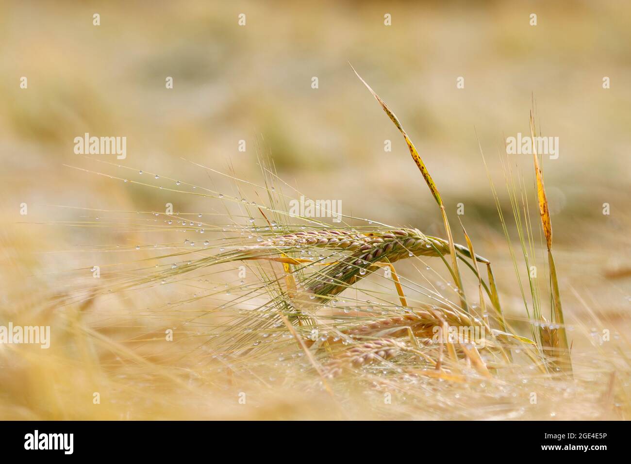 Strandsten hi-res stock photography and images - Alamy