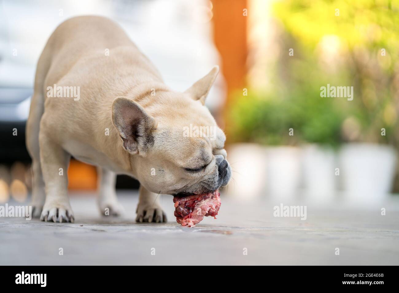How Much Should A Toy French Bulldog Eat