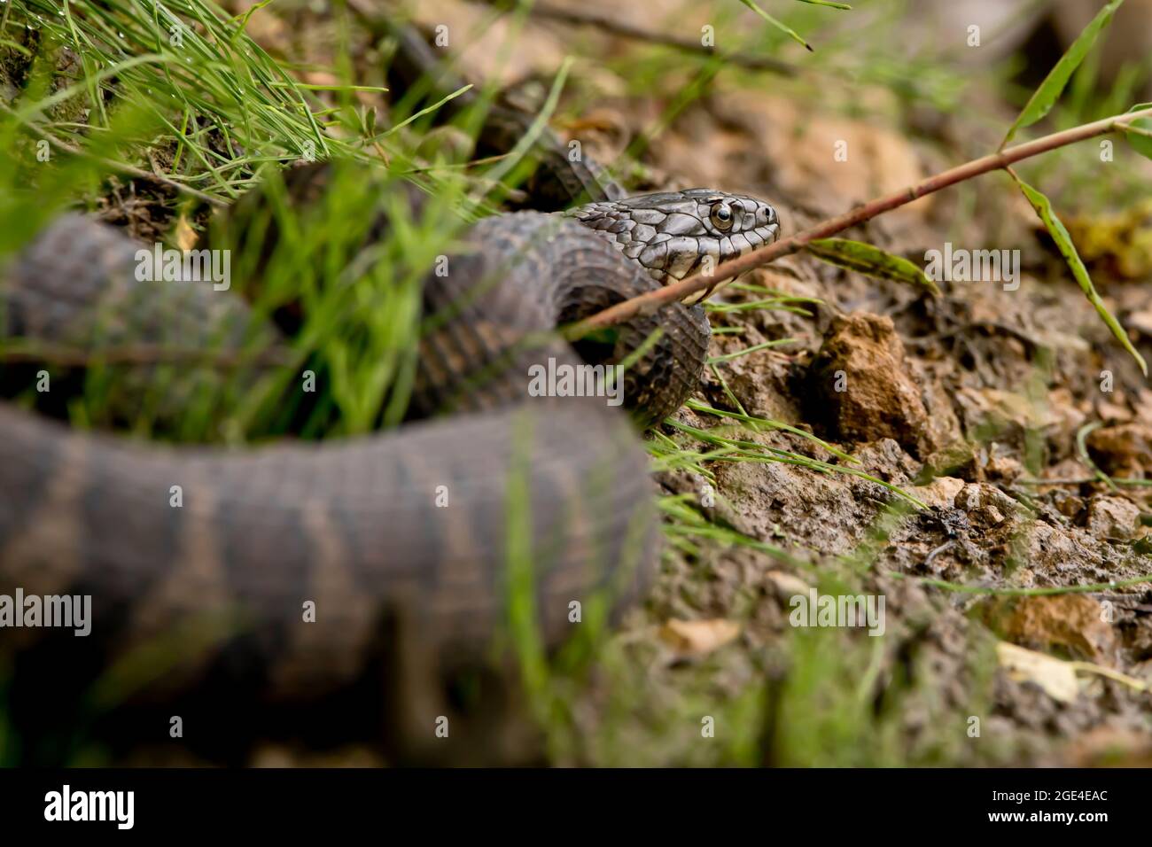 Northern water snake closeup Stock Photo - Alamy