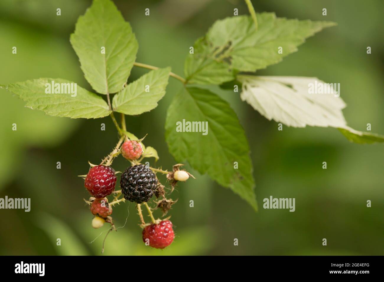 Organic raspberries growing on the bush Stock Photo - Alamy