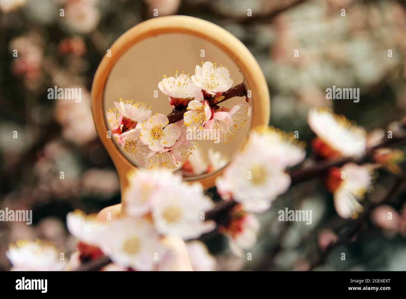 Flowers in the mirror reflection. Flowering tree. The tree blooms in ...