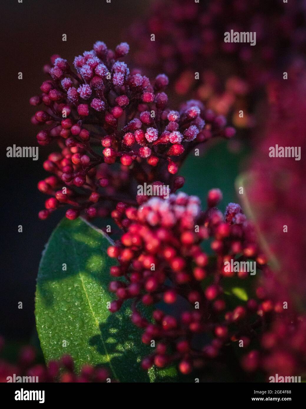 Selective focus shot of a red skimmia japonica rubella flowering plant ...