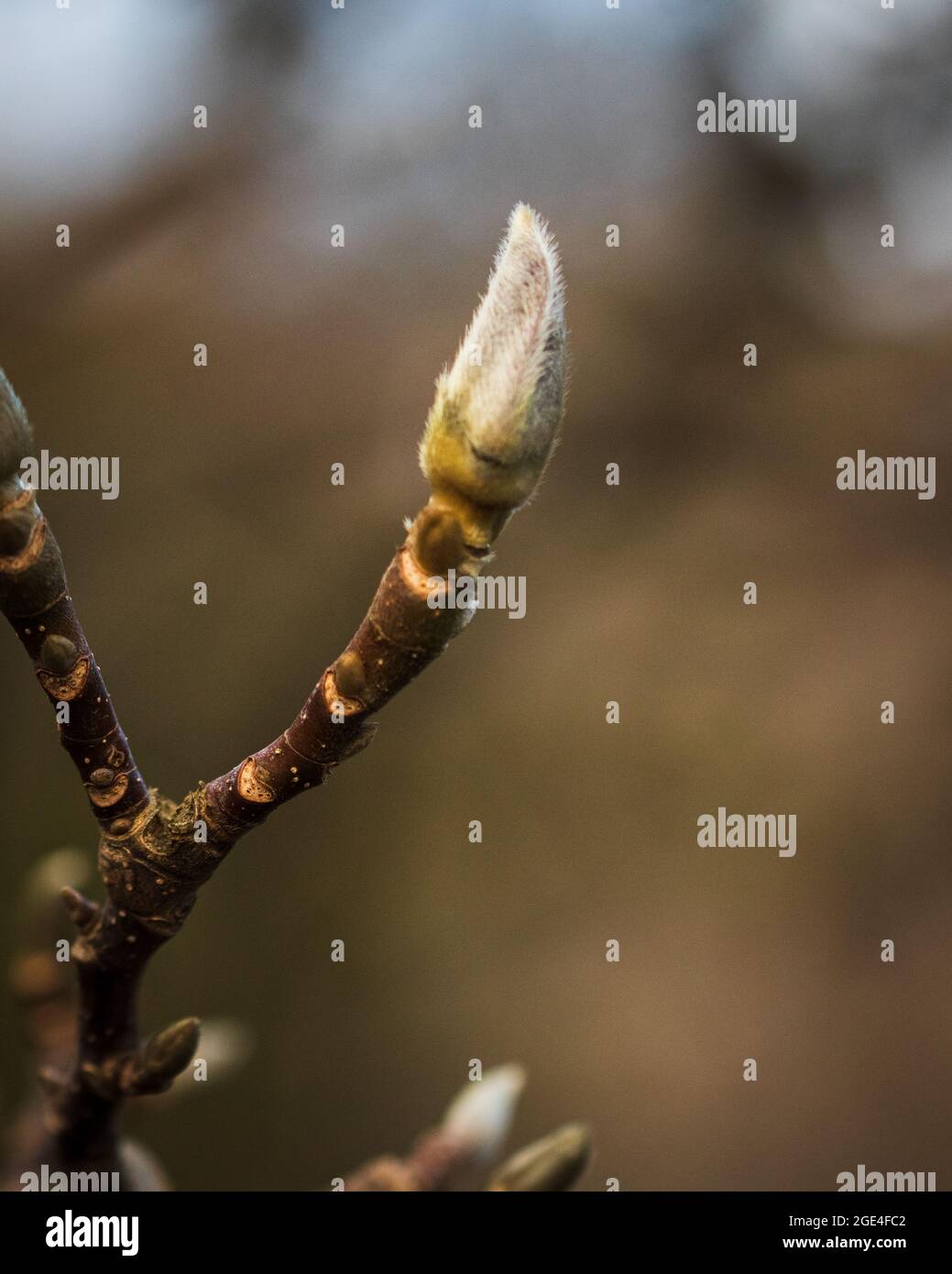 Selective focus shot of a plant branch with a sprout Stock Photo - Alamy