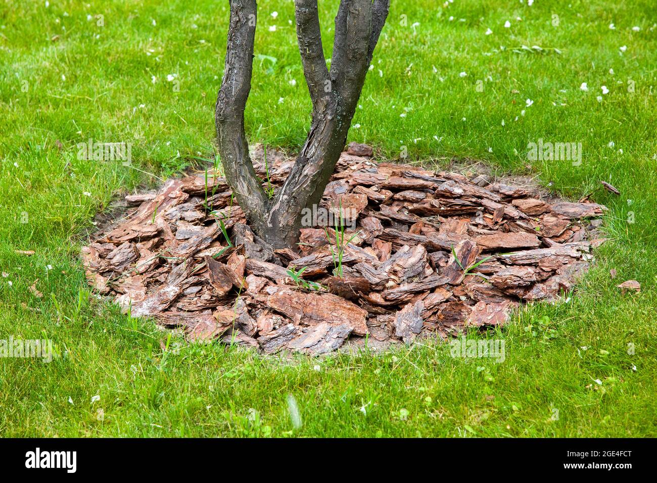Mulch from the bark of tree around the growing tree trunk bushes on ...