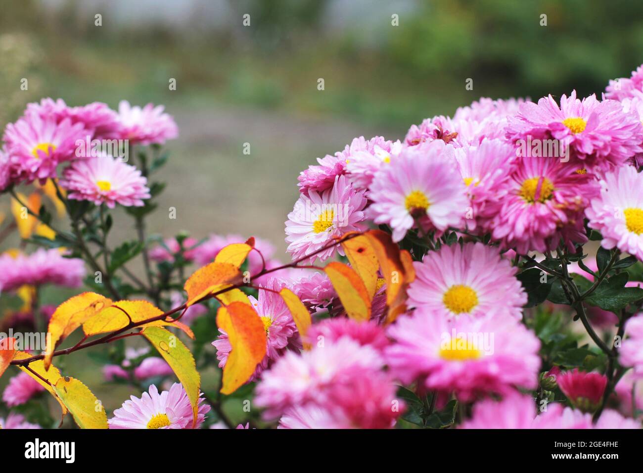 Pink chrysanthemums in the fall Stock Photo - Alamy