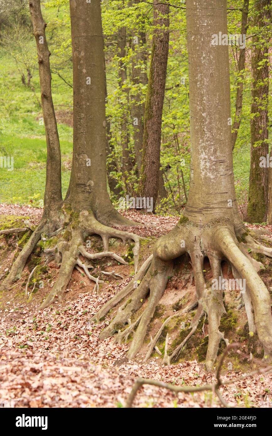 Impressive roots hi-res stock photography and images - Alamy