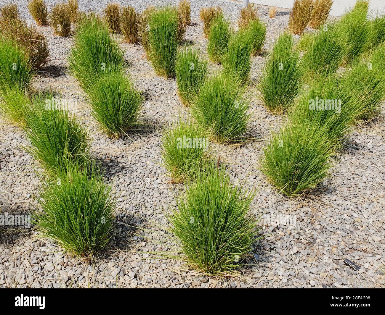 Gravel Under Grass at Raymond Skeete blog