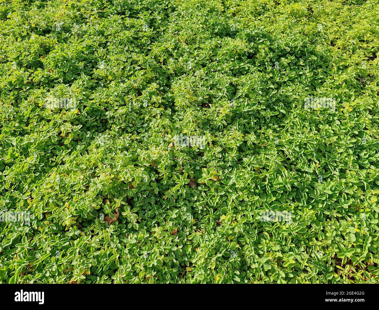Seamless texture tile hi-res stock photography and images - Alamy