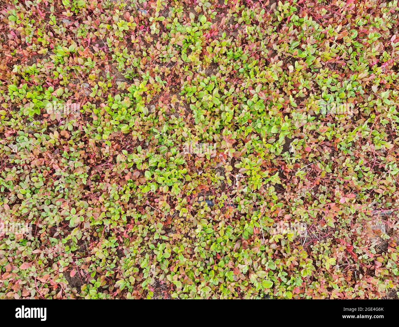 Seamless texture tile hi-res stock photography and images - Alamy