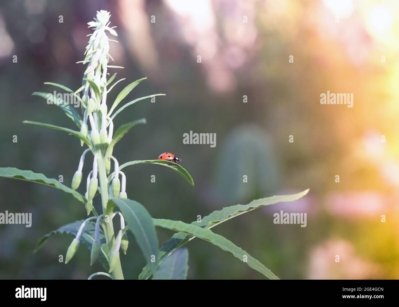 Ladybird close up hi-res stock photography and images - Alamy