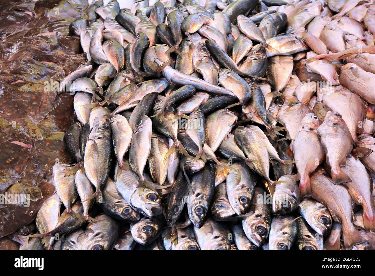 Variety of fishes hi-res stock photography and images - Alamy