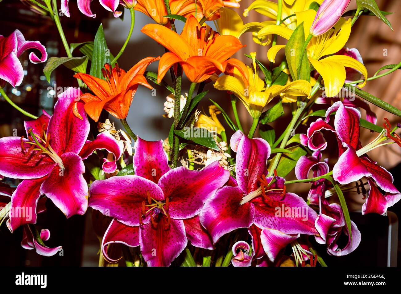 Colorful lilies in their full bloom Stock Photo - Alamy