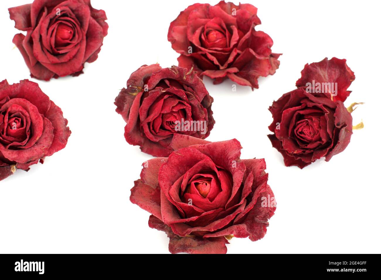 Dried roses on a white background Stock Photo - Alamy